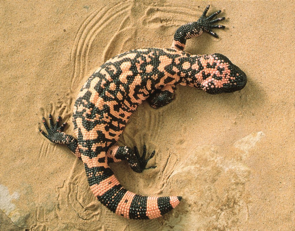 Gila Monster - Facts, Habitat, Adaptations, Pet Care, Pictures