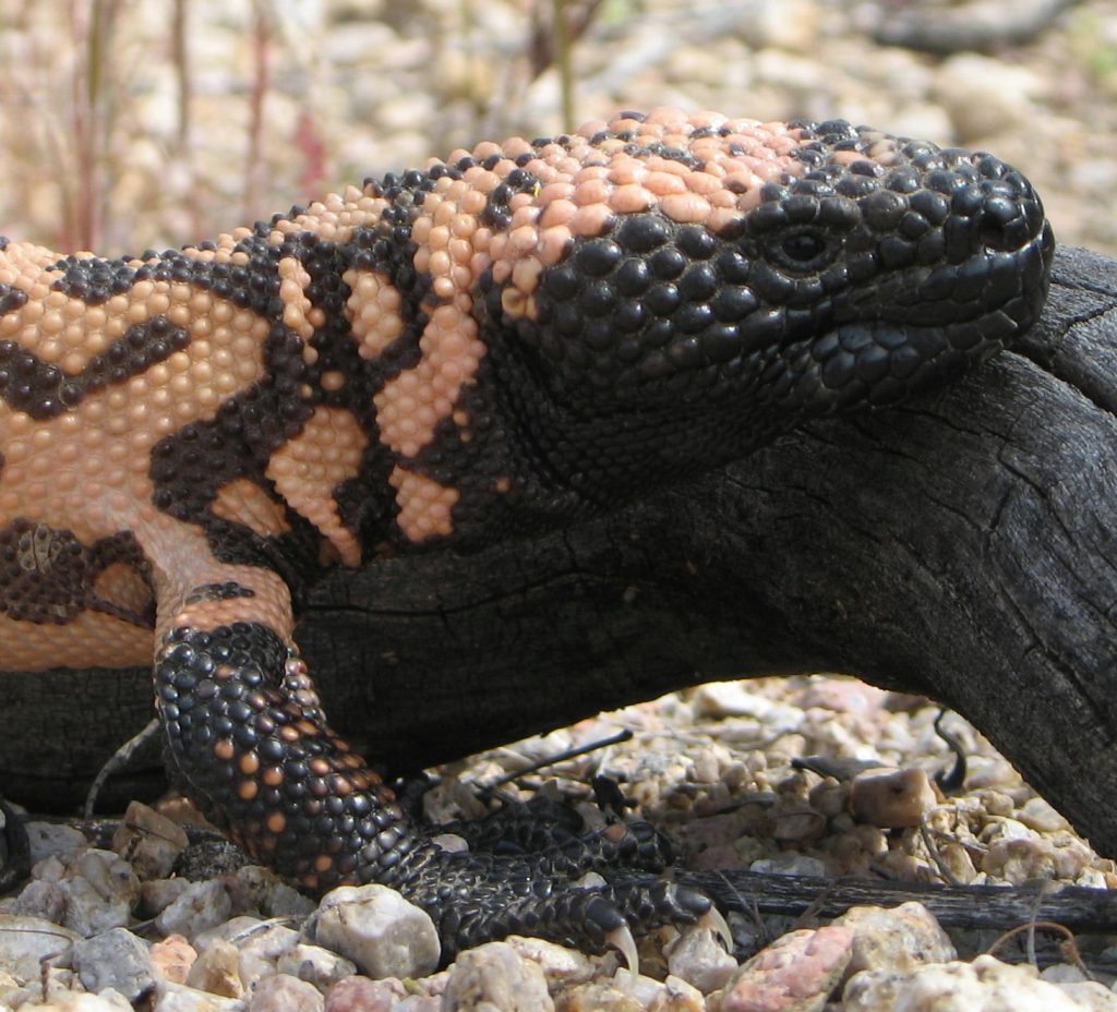 Gila Monster - Facts, Habitat, Adaptations, Pet Care, Pictures