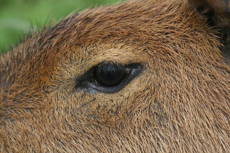 Capybara - Facts, Diet, Habitat, Lifespan, as Pets, Pictures