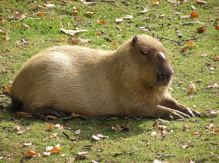 Capybara - Facts, Diet, Habitat, Lifespan, as Pets, Pictures