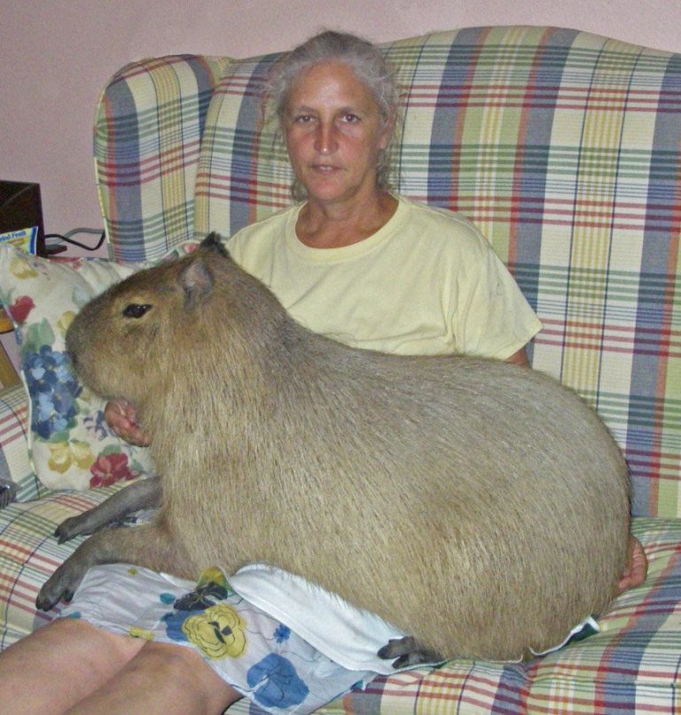 Capybara - Facts, Diet, Habitat, Lifespan, as Pets, Pictures