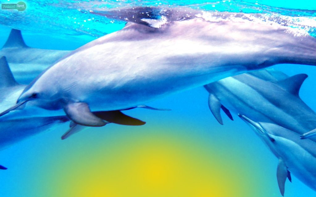 Best Dolphin Wallpapers And Backgrounds - Free To Download!