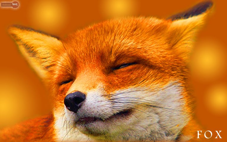 Best Fox Wallpapers And Backgrounds - Free To Download!
