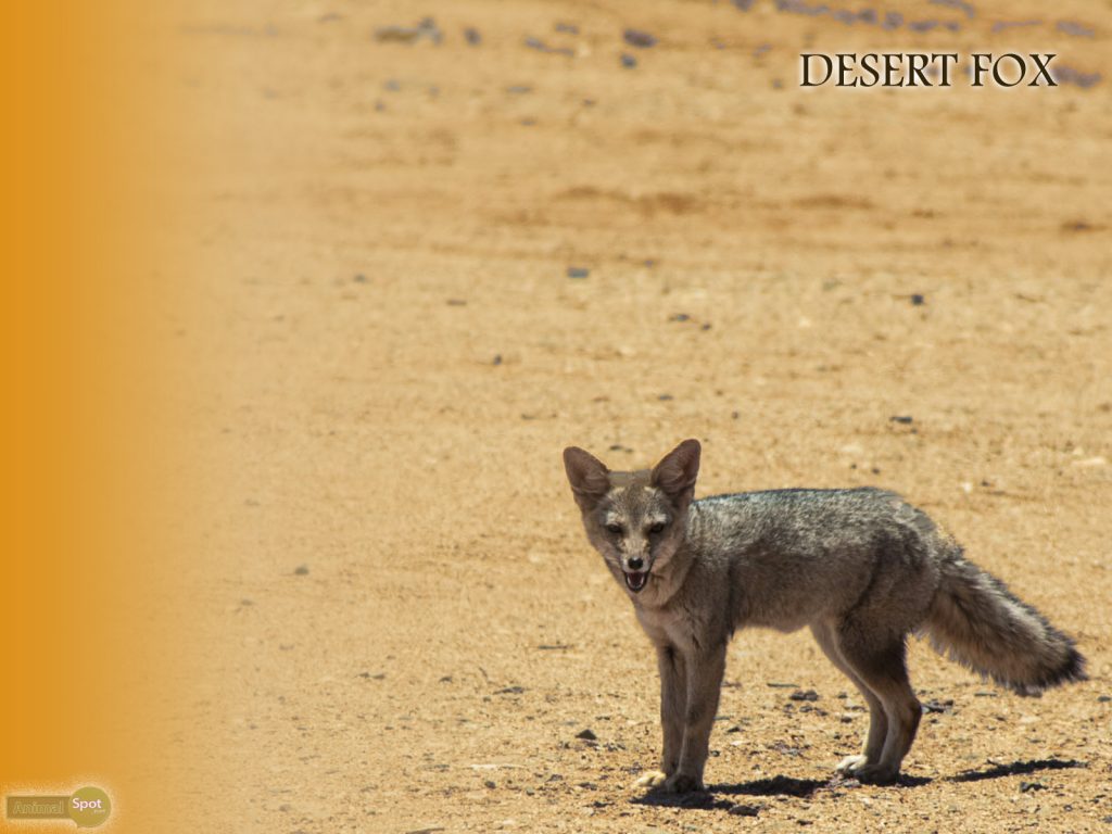 Best Fox Wallpapers And Backgrounds - Free To Download!