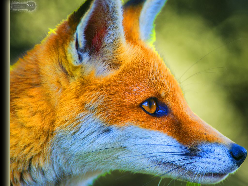 Best Fox Wallpapers And Backgrounds - Free To Download!