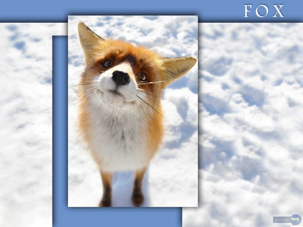Best Fox Wallpapers And Backgrounds - Free To Download!