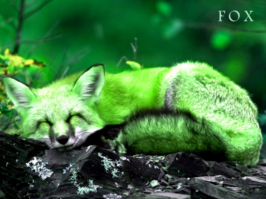 Best Fox Wallpapers And Backgrounds - Free To Download!