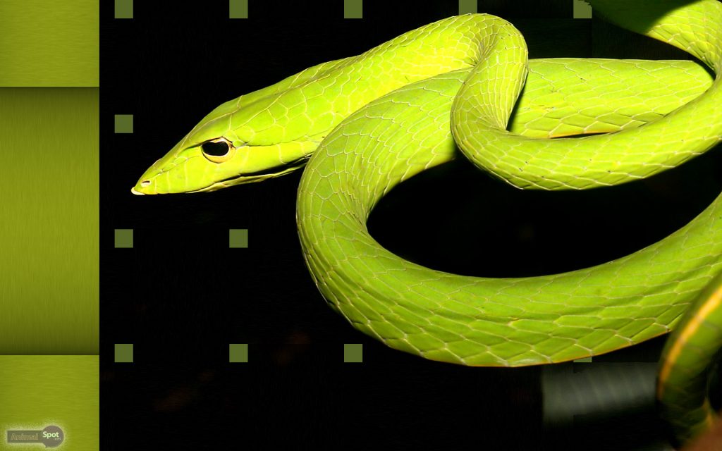 Best Snake Wallpapers And Backgrounds - Free To Download!
