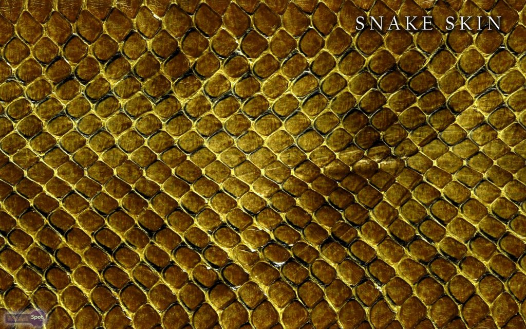 Best Snake Wallpapers And Backgrounds - Free To Download!