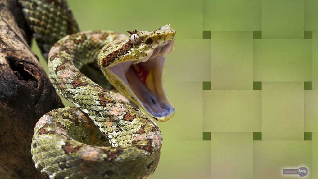 Best Snake Wallpapers And Backgrounds - Free To Download!