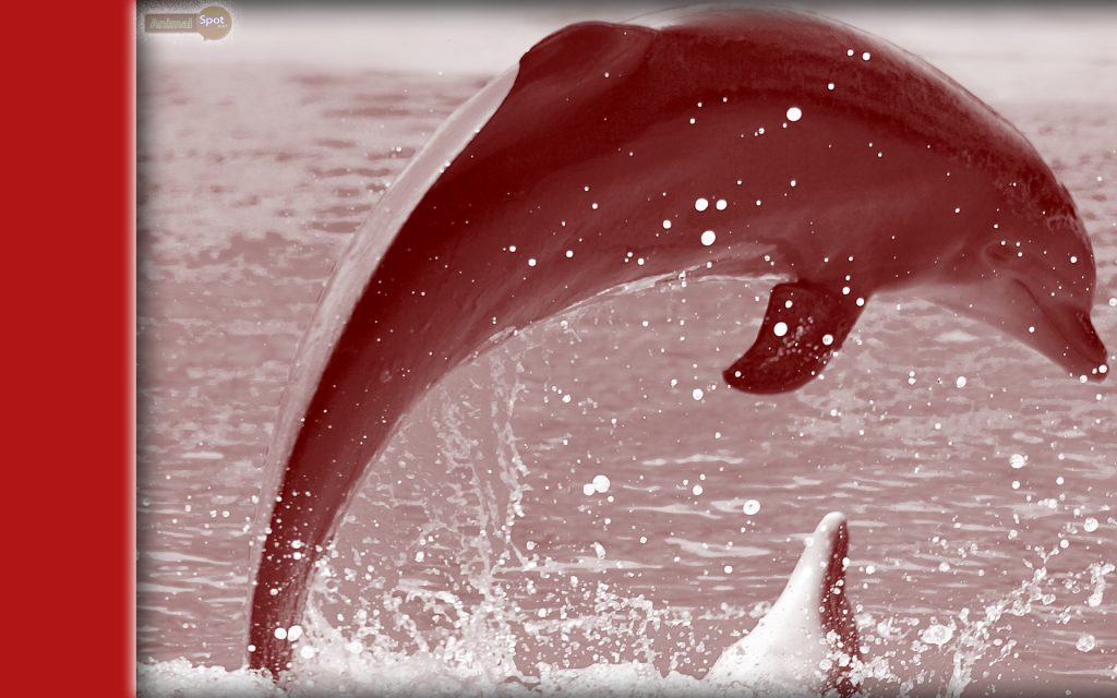 Best Dolphin Wallpapers And Backgrounds - Free To Download!