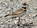 Killdeer Bird - Facts, Habitat, Eggs, Sounds, Adaptations, Pictures