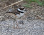 Killdeer Bird - Facts, Habitat, Eggs, Sounds, Adaptations, Pictures