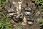 Killdeer Bird - Facts, Habitat, Eggs, Sounds, Adaptations, Pictures