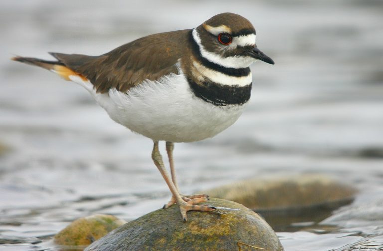 Killdeer Bird - Facts, Habitat, Eggs, Sounds, Adaptations, Pictures