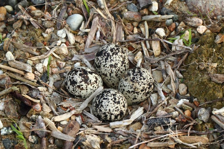 Killdeer Bird - Facts, Habitat, Eggs, Sounds, Adaptations, Pictures