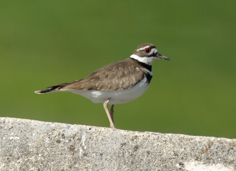 Killdeer Bird - Facts, Habitat, Eggs, Sounds, Adaptations, Pictures