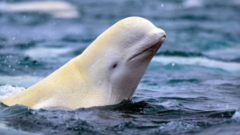 Beluga Whale - Facts, Habitat, Sounds, Diet, Videos, Pictures