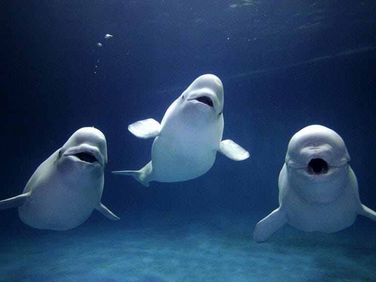 Beluga Whale - Facts, Habitat, Sounds, Diet, Videos, Pictures