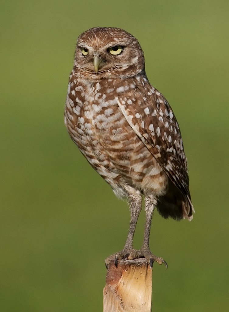 Burrowing Owl - Facts, Habitat, Diet, Life Cycle, Pictures