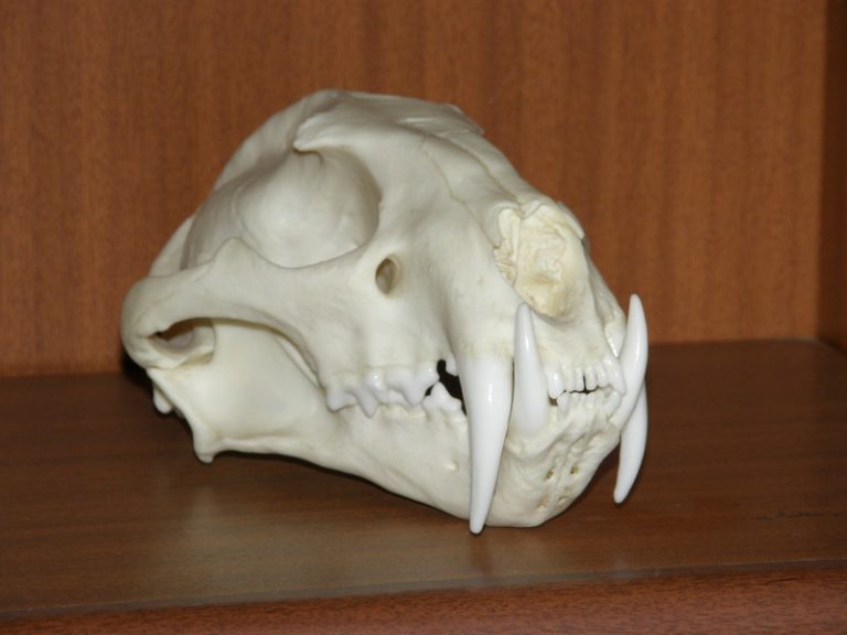 Clouded Leopard - Information, Facts, Habitat, Adaptations, Pictures