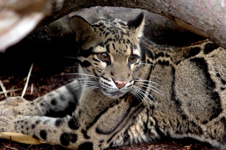 Clouded Leopard - Information, Facts, Habitat, Adaptations, Pictures