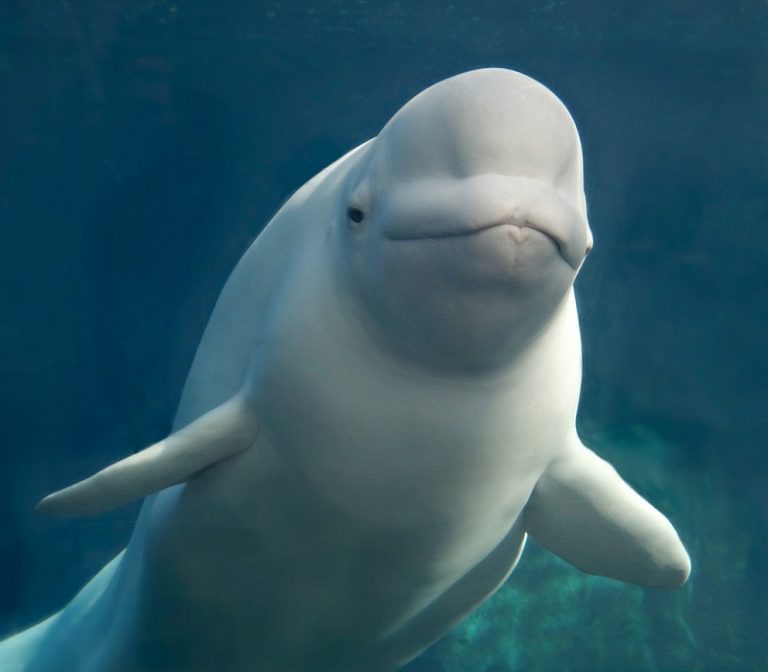 Beluga Whale - Facts, Habitat, Sounds, Diet, Videos, Pictures