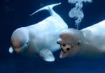 Beluga Whale - Facts, Habitat, Sounds, Diet, Videos, Pictures
