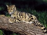 Clouded Leopard - Information, Facts, Habitat, Adaptations, Pictures