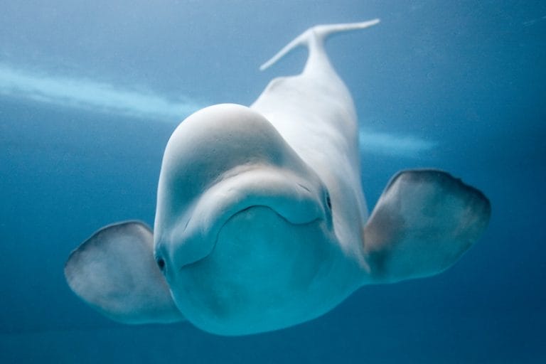 Beluga Whale - Facts, Habitat, Sounds, Diet, Videos, Pictures