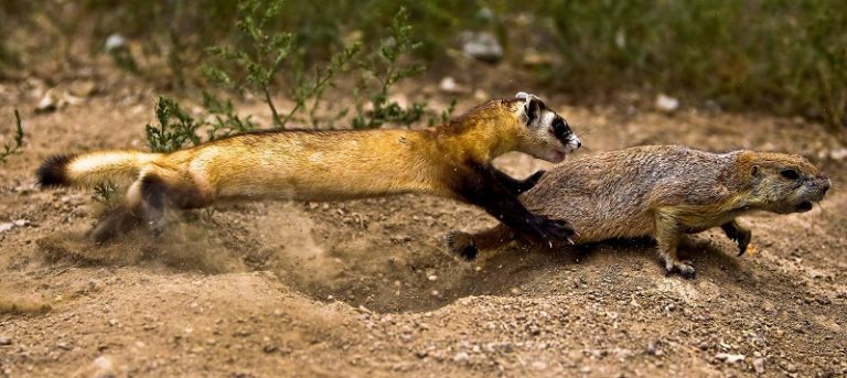 Black-footed Ferret - Facts, Habitat, Diet, Life Cycle, Pictures