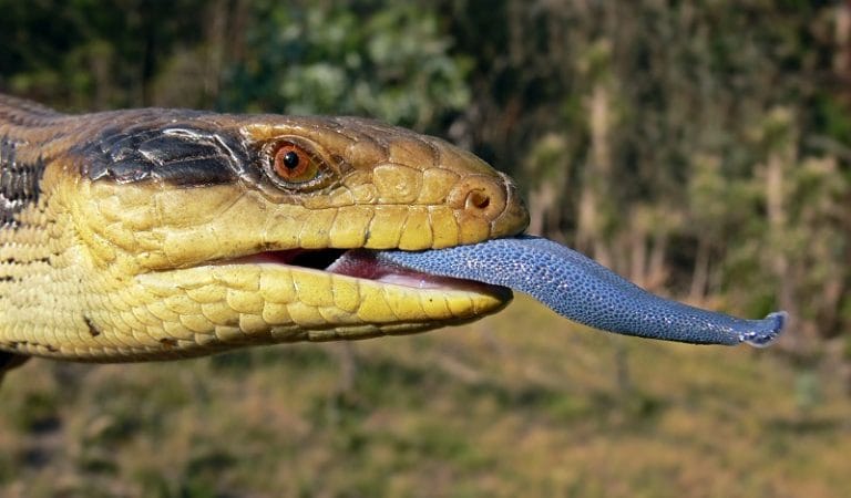Blue-tongued Skink - Facts, Habitat, Diet, Pet Care, Pictures
