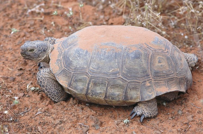 Desert Tortoise - Facts, Habitat, Diet, Adaptations, Life Cycle, Pictures