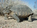 Desert Tortoise - Facts, Habitat, Diet, Adaptations, Life Cycle, Pictures
