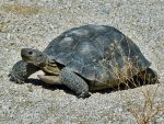 Desert Tortoise - Facts, Habitat, Diet, Adaptations, Life Cycle, Pictures