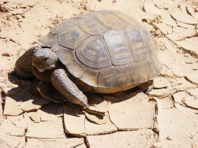 Desert Tortoise - Facts, Habitat, Diet, Adaptations, Life Cycle, Pictures