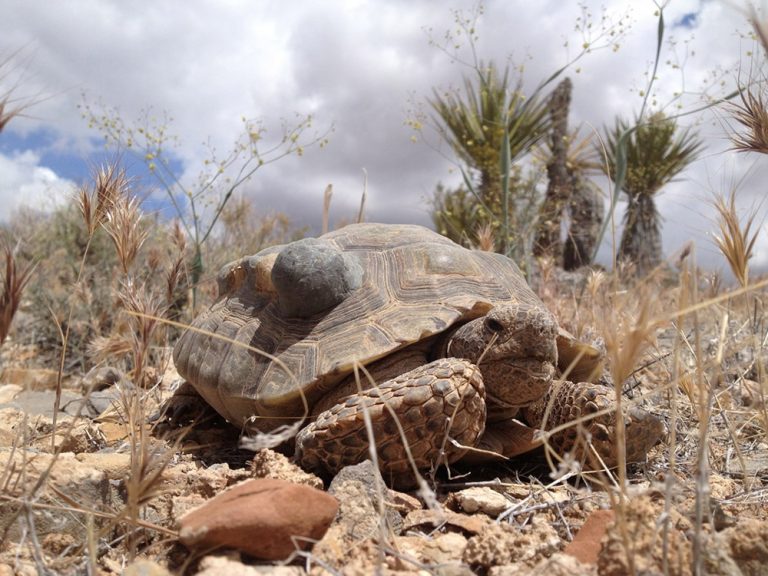Desert Tortoise - Facts, Habitat, Diet, Adaptations, Life Cycle, Pictures