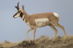 Pronghorn - Facts, Habitat, Diet, Life Cycle, Pictures, and More