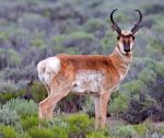 Pronghorn - Facts, Habitat, Diet, Life Cycle, Pictures, and More