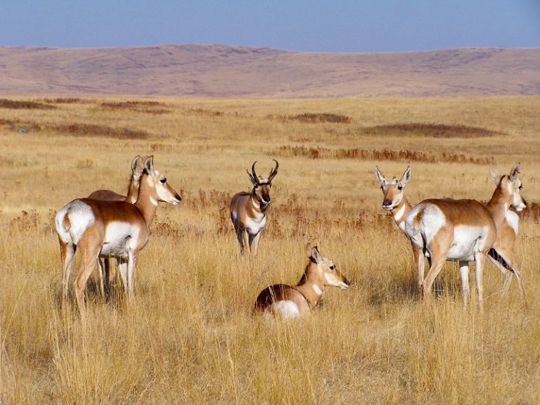 Pronghorn Facts Habitat Diet Life Cycle Baby Pictures pronghorn-facts-habitat-diet-life-cycle-baby-pictures