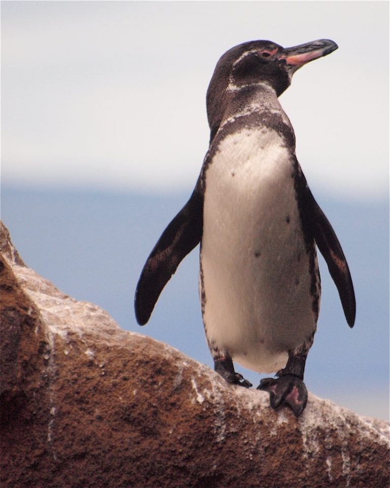Galapagos Penguin - Facts, Habitat, Diet, Life Cycle, Pictures