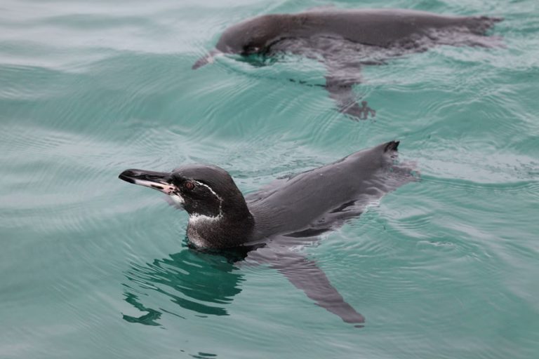 Galapagos Penguin - Facts, Habitat, Diet, Life Cycle, Pictures