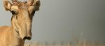 Saiga Antelope - Facts, Habitat, Extinction, Life Cycle, Pictures