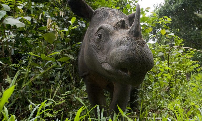 Sumatran Rhino - Facts, Habitat, Diet, Life Cycle, Pictures
