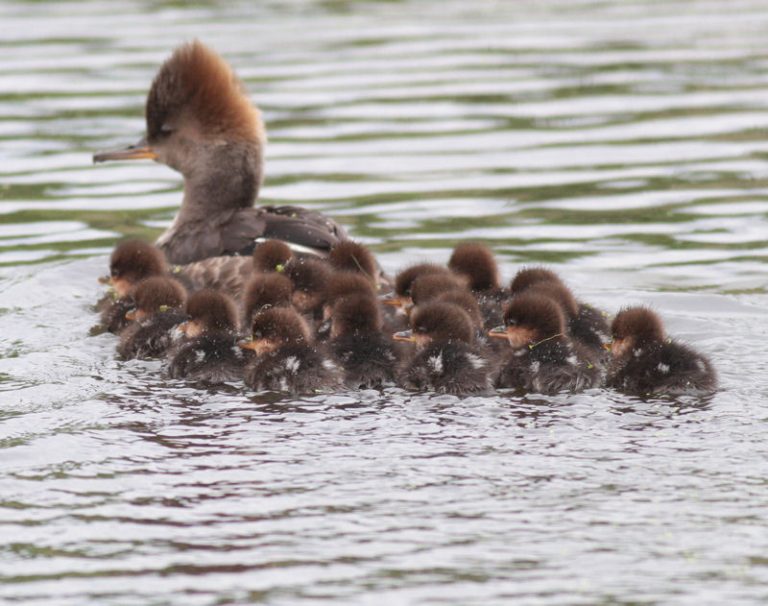 Hooded Merganser - Facts, Habitat, Diet, Life Cycle, Pictures