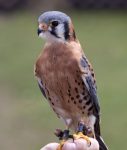 American Kestrel - Facts, Habitat, Diet, Life Cycle, Pictures