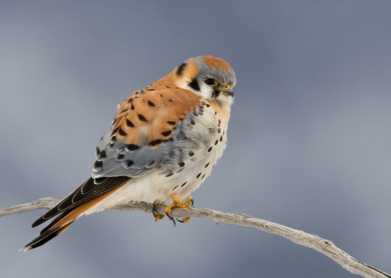 American Kestrel - Facts, Habitat, Diet, Life Cycle, Pictures