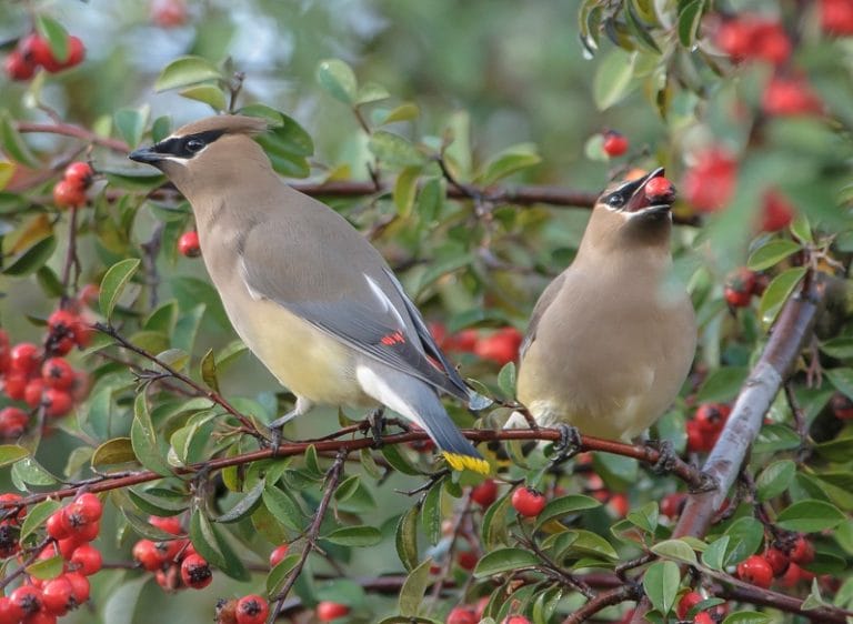 Cedar Waxwing - Facts, Habitat, Diet, Life Cycle, Pictures