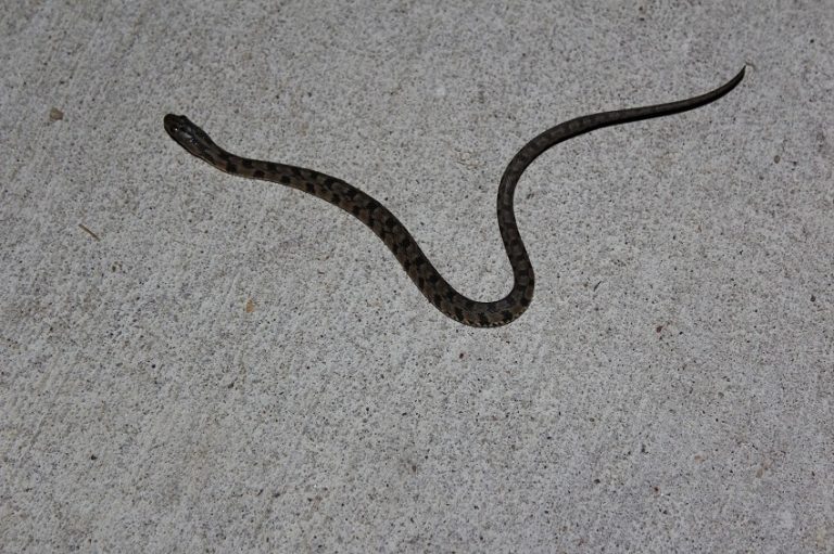 Diamondback Water Snake - Facts, Habitat, Diet, Life Cycle, Pictures