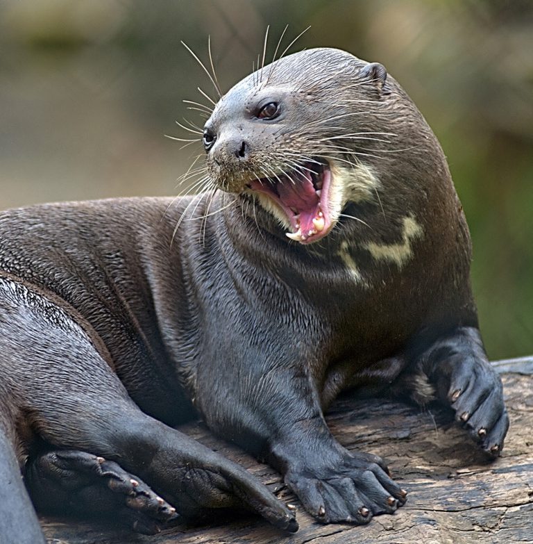 Giant Otter - Facts, Habitat, Diet, Life Cycle, Pictures, and More